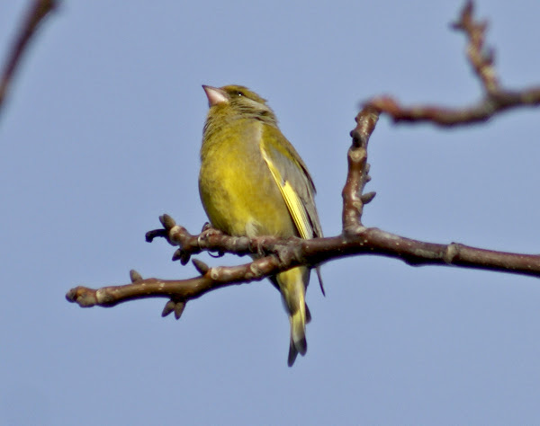 European Greenfinch | Project Noah