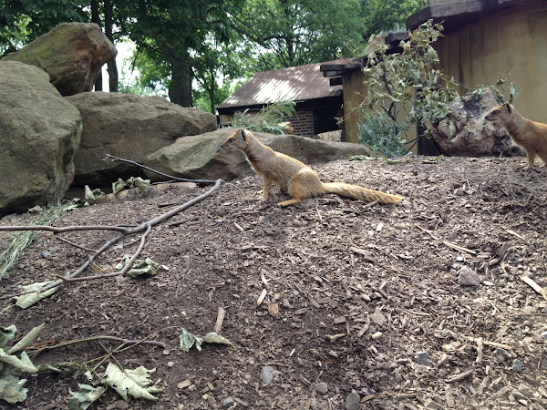 Yellow Mongoose | Project Noah