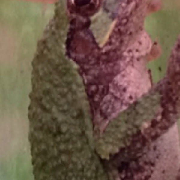 Treefrog | Project Noah