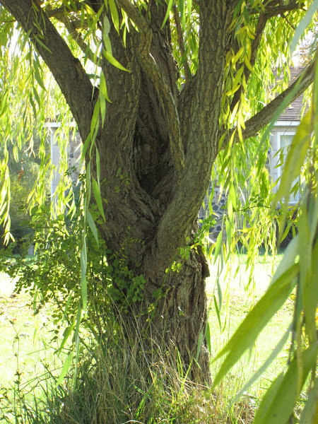 Weeping Willow | Project Noah