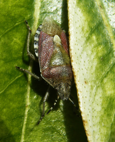 Sloe bug | Project Noah