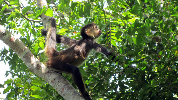 Geoffroy's spider monkey | Project Noah