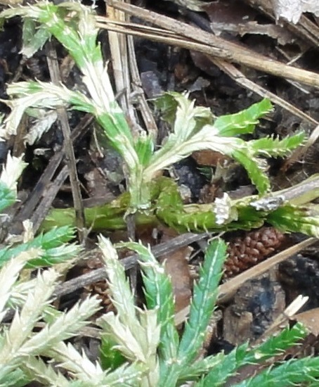 Running Ground Cedar | Project Noah