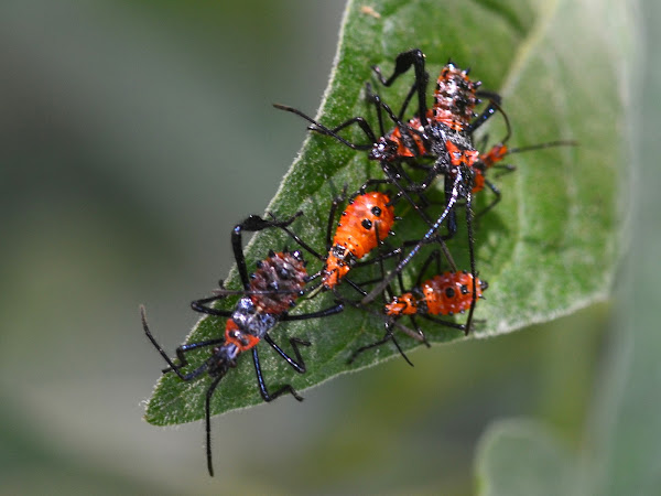 Assassin Bug Nymphs | Project Noah