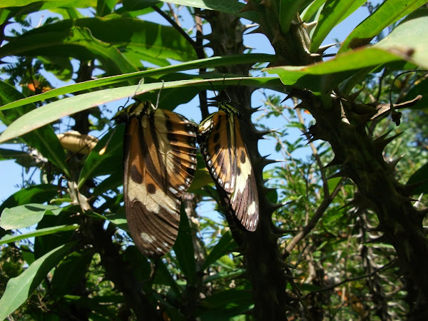 Isabella Longwing, Borboleta do Maracujá(Brazil) | Project Noah