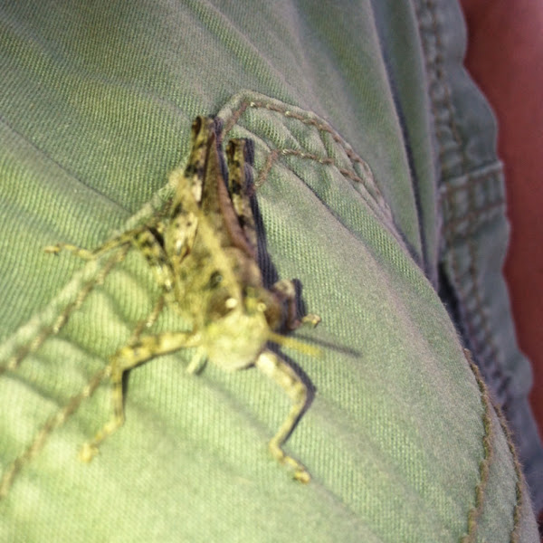 Grasshopper | Project Noah