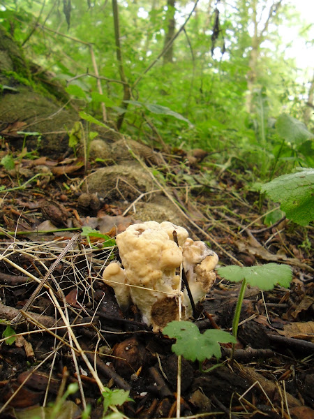 Giant Polypore/Reuzenzwam | Project Noah