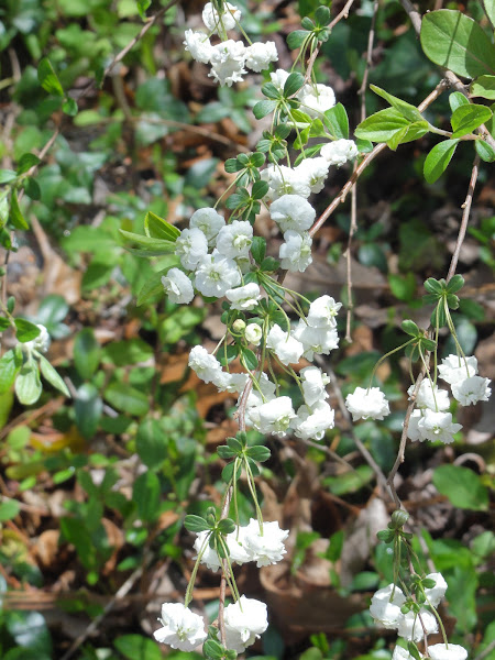Bridalwreath Spiraea | Project Noah