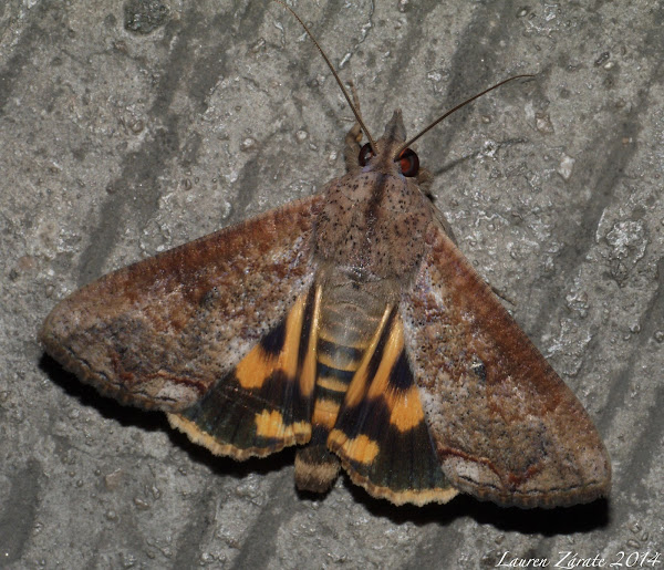 Underwing Moth | Project Noah