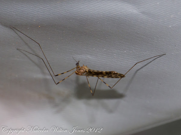 Crane-fly | Project Noah