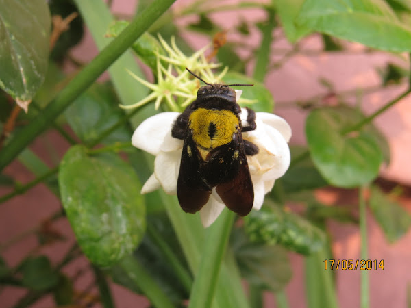 Carpenter Bee | Project Noah
