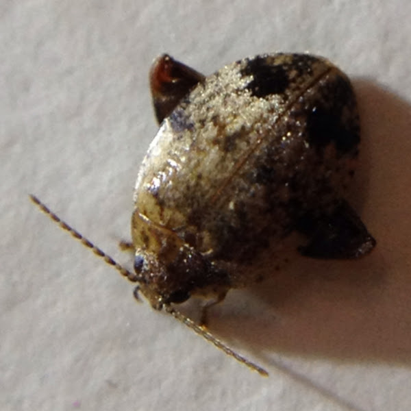 Flea Beetle | Project Noah