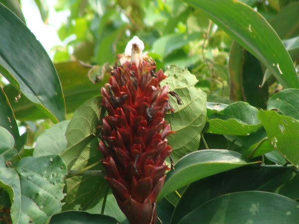 Red ginger | Project Noah