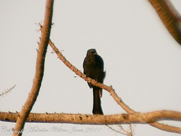 Ashy Drongo | Project Noah