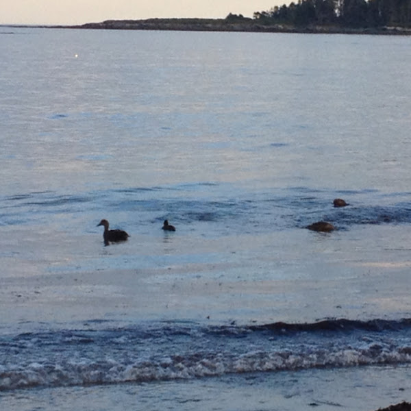 Common Eider | Project Noah