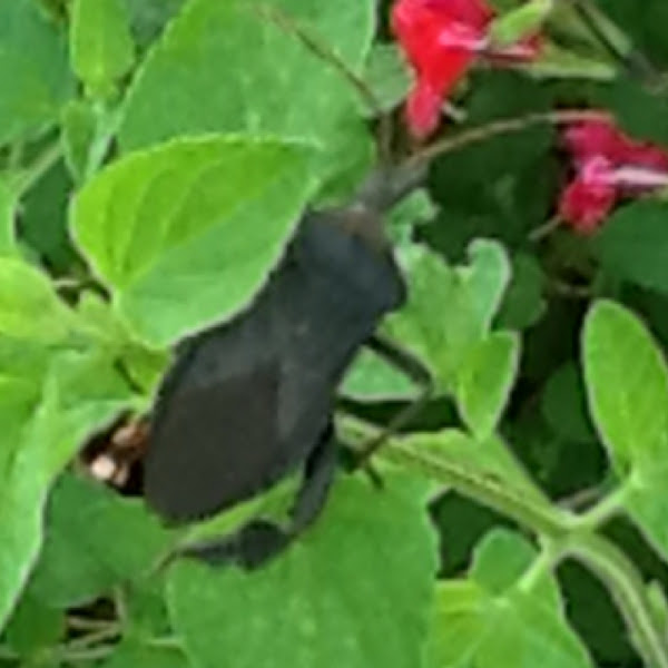 Leaf footed bug | Project Noah