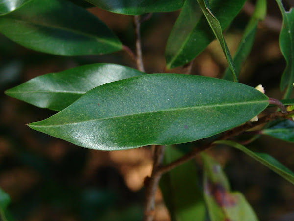 Cherry Laurel | Project Noah