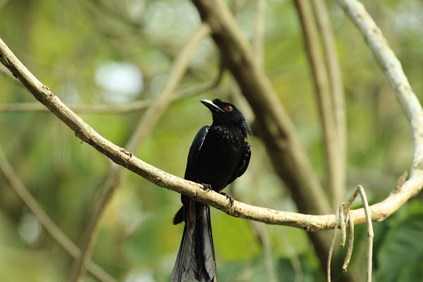 Greater Racket-tailed Drongo | Project Noah