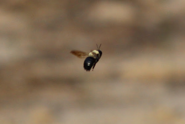Eastern Carpenter Bee | Project Noah