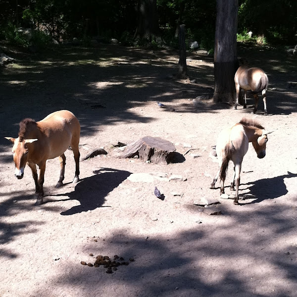 Przewalski's horse | Project Noah