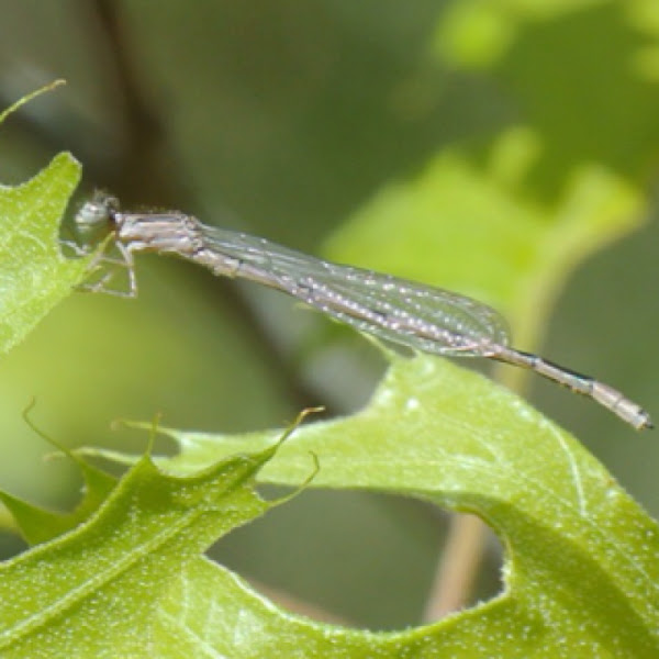 Variable Dancer | Project Noah