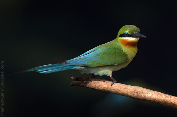 Blue-tailed Bee-eater | Project Noah
