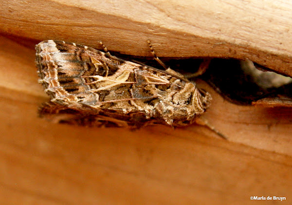 Yellow-striped armyworm moth | Project Noah