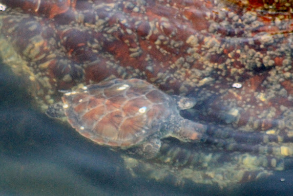 Loggerhead Sea Turtles | Project Noah