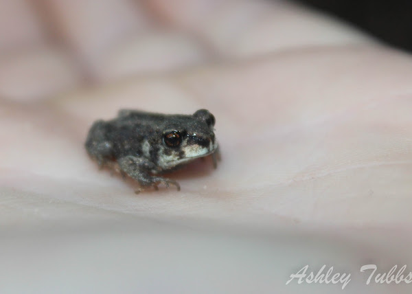 Toadlet | Project Noah