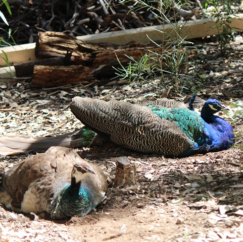 Indian Peafowl | Project Noah