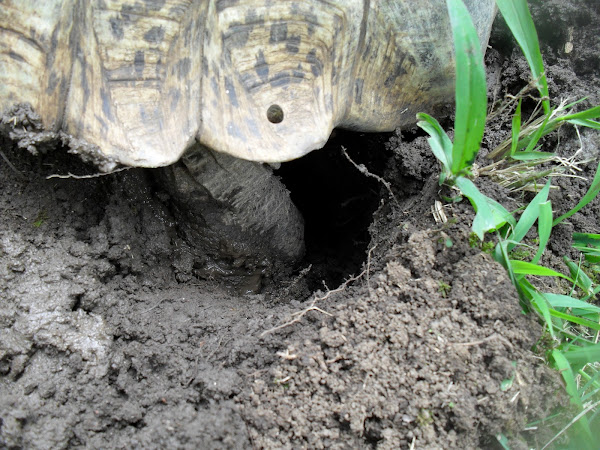 Leopard Tortoise | Project Noah