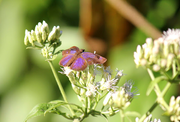 Glorious Blue-Skipper | Project Noah