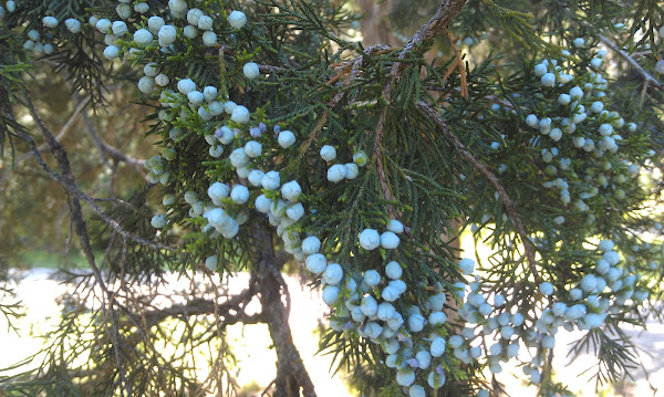 Red Cedar | Project Noah