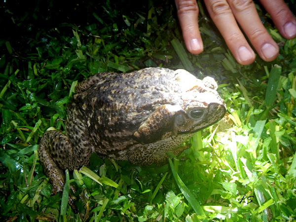 Cane Toad | Project Noah