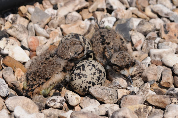 Killdeer (nest / eggs / chicks) | Project Noah