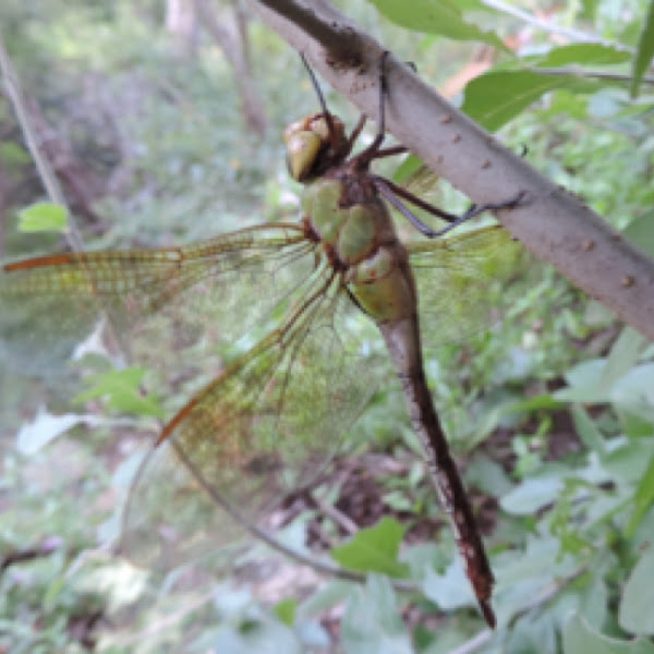 Common Green Darner | Project Noah