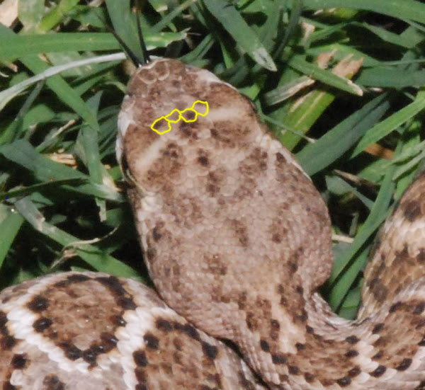 Western diamond-backed rattlesnake | Project Noah