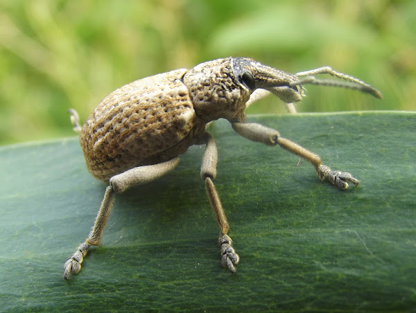 Fruit-tree Root Weevil | Project Noah