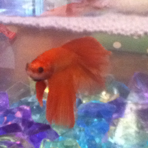 Betta Fish | Project Noah