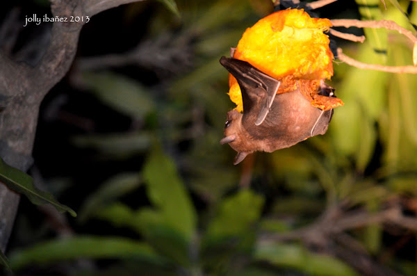 Old World Fruit Bat | Project Noah