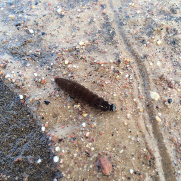 soldier beetle larva / Weichkäferlarve | Project Noah