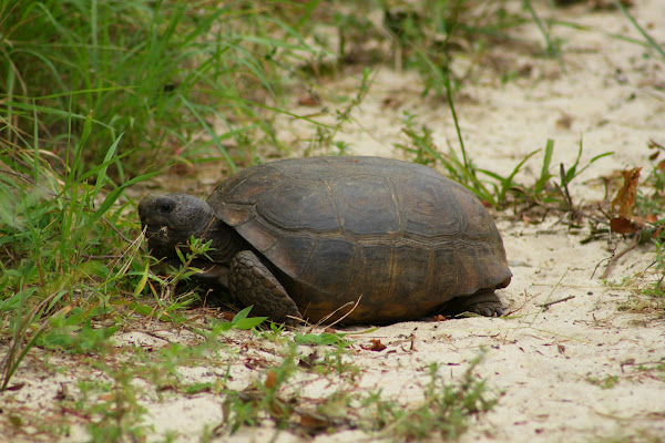 Gopher Tortoise | Project Noah