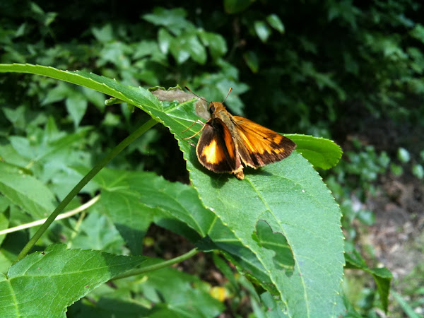 Pecks Skipper | Project Noah