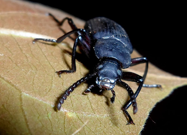 Darkling beetle | Project Noah