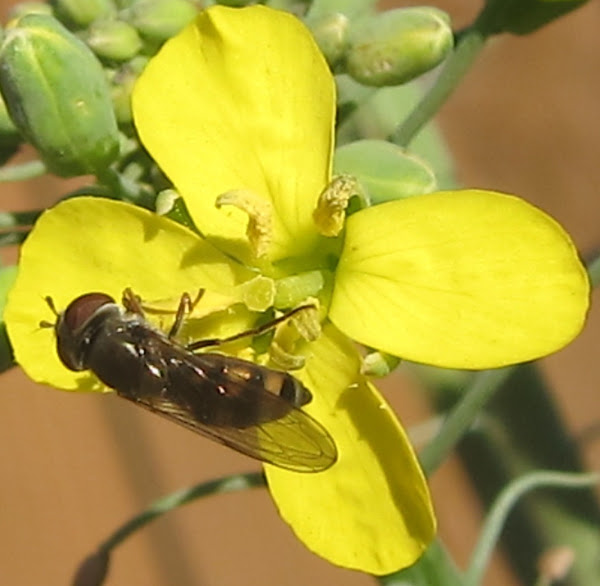 Hover Fly | Project Noah