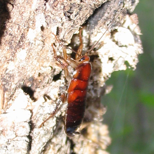 Roach | Project Noah