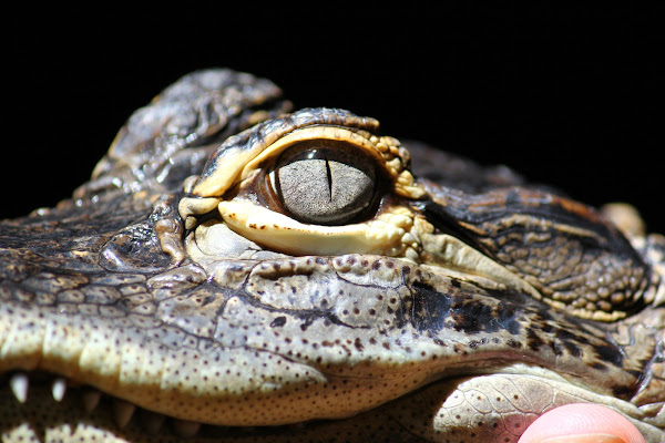 American Alligator | Project Noah