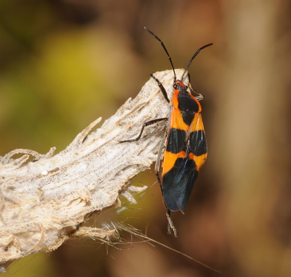 Large milkweed bug | Project Noah