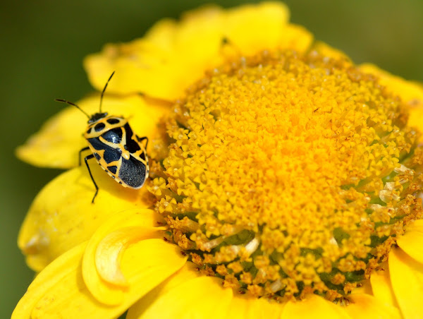 Ornate Shield Bug | Project Noah