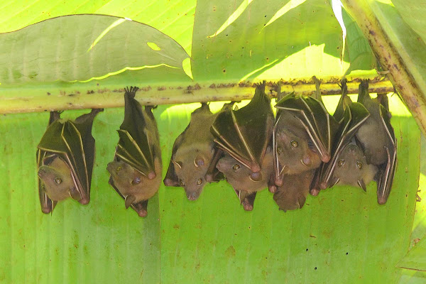 lesser short nosed fruit bat | Project Noah